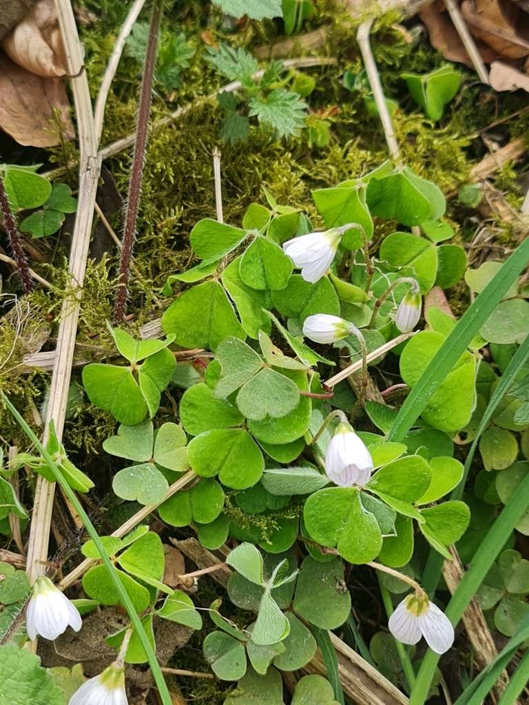 European wood-sorrel from Chapel-en-le-Frith, UK on April 13, 2025 at ...