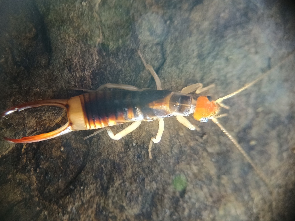 Labidura truncata from Adelaide SA, Australia on April 13, 2025 at 09: ...