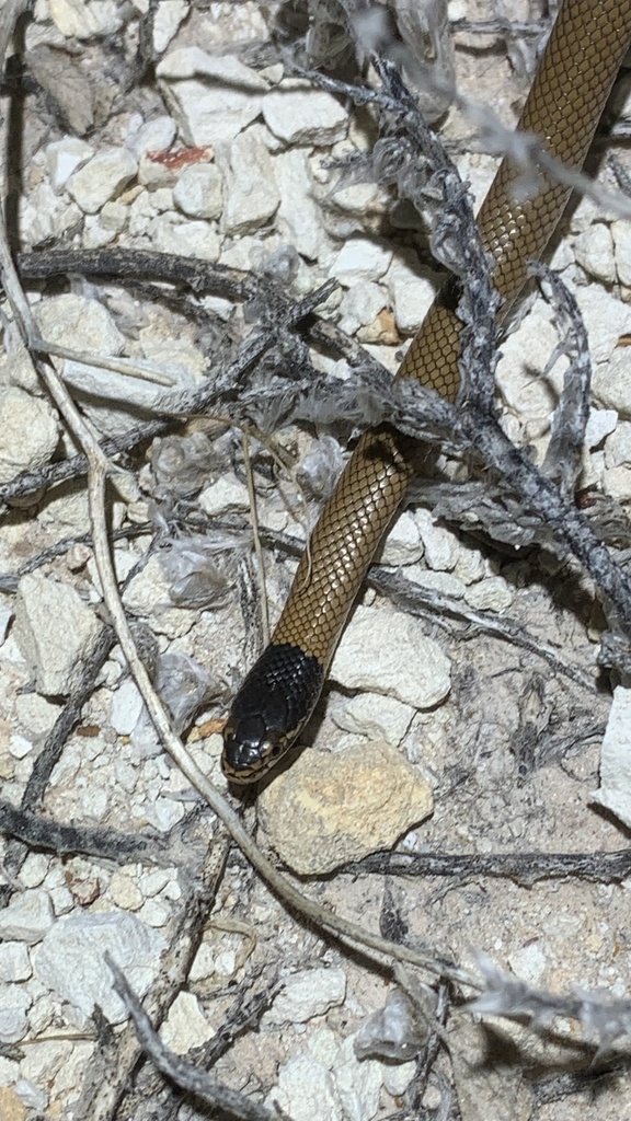 Curl Snake from Kanku-Breakaways Conservation Park, Coober Pedy, SA, AU ...