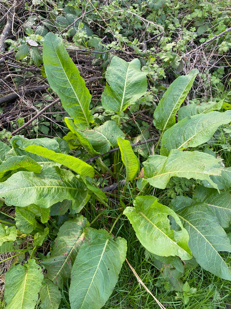 broad-leaved dock from Harington Avenue, York, England, GB on April 13 ...