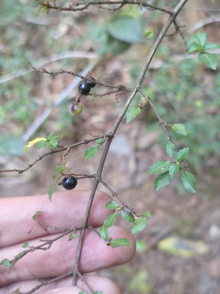 Small leaf fuchsia from Cd. de México, México on March 12, 2025 at 12: ...