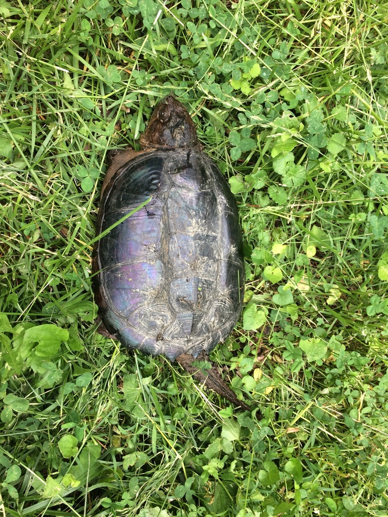 Common Snapping Turtle from Farmville, VA 23901, USA on May 12, 2019 by ...