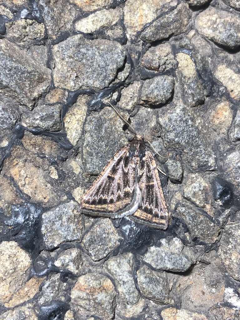 Cape Moths from Kangaroo Island, Haines, SA, AU on April 14, 2025 at 12 ...