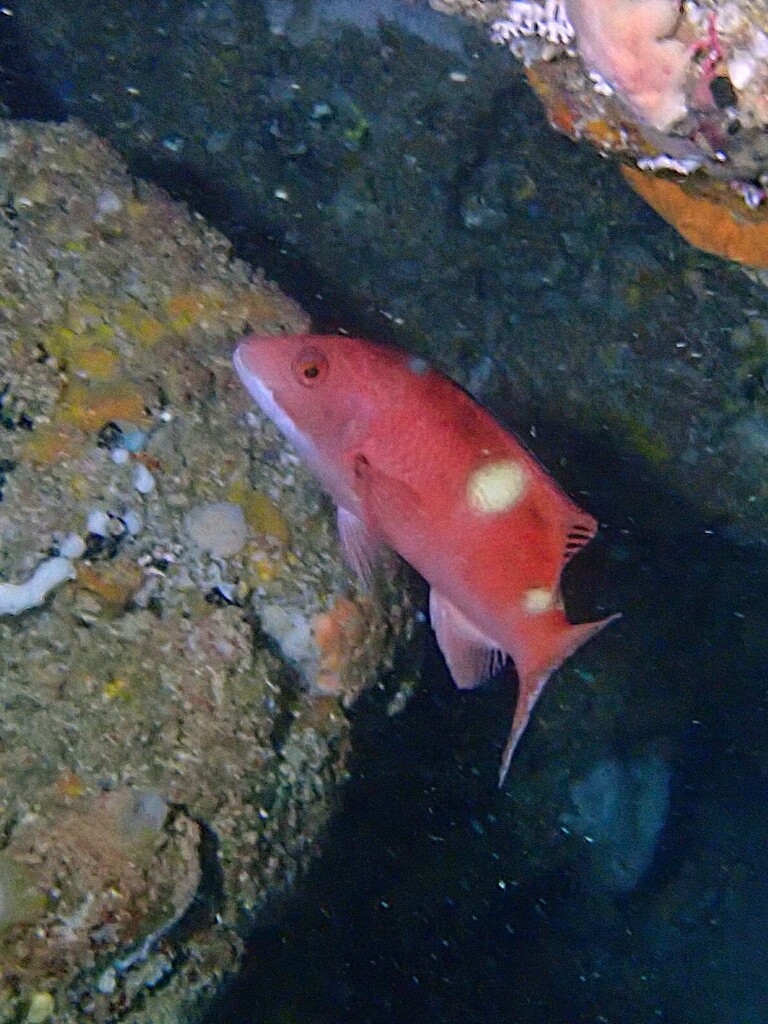 Foxfish from Roe Reef, Rottnest Island, WA, Australia on April 12, 2025 ...