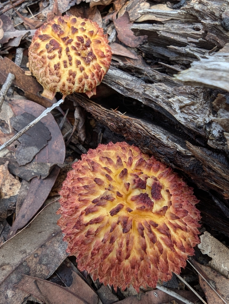Boletellus aurocontextus from Burbank QLD, Australia on April 3, 2025 ...
