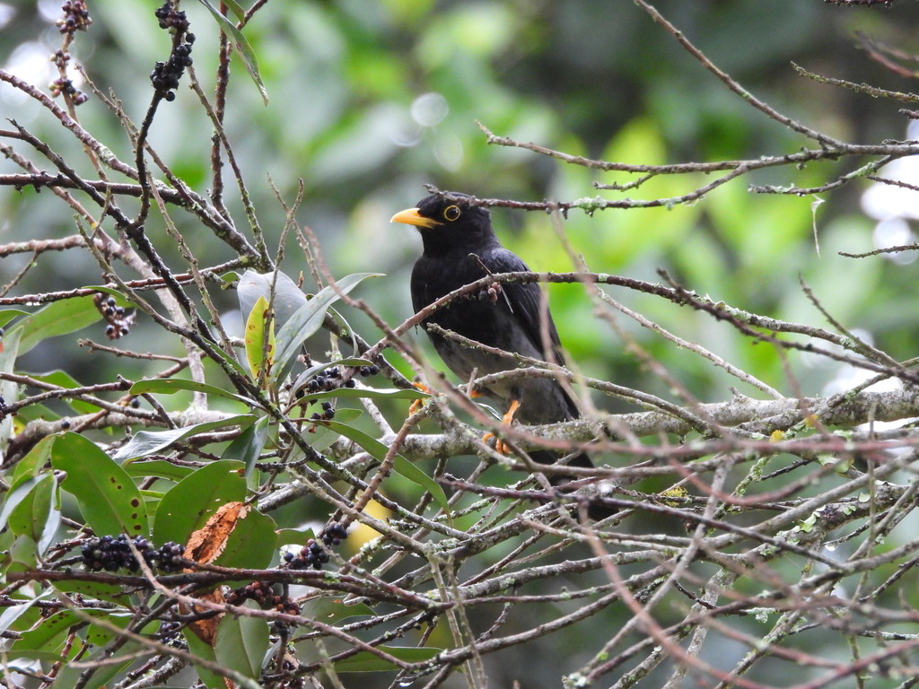 Yellow-legged Thrush from Anolaima, Cundinamarca, Colombia on April 6 ...