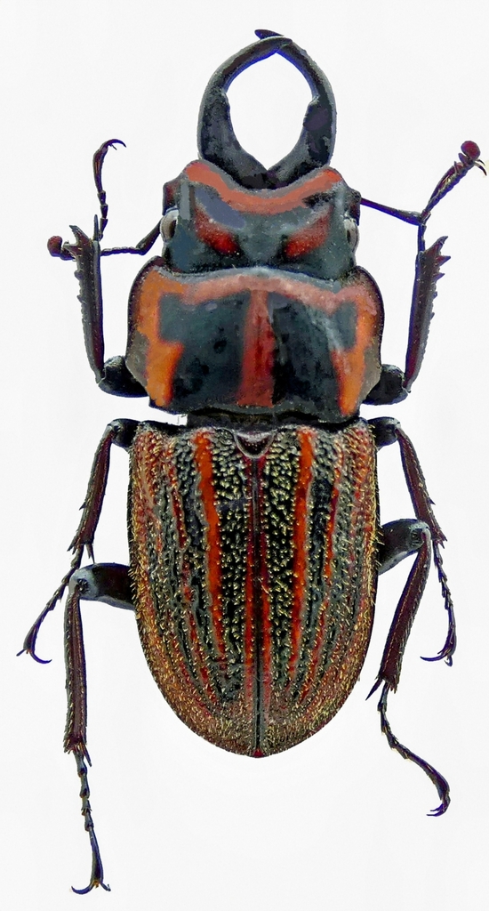 Aegognathus soulai from 8Q8V+4WJ, Tambogán 10110, Pérou on November 8 ...