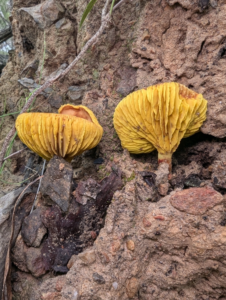 Phylloporus from Burbank QLD, Australia on April 3, 2025 at 11:50 AM by ...