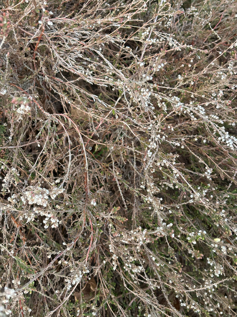 common heather from York, England, GB on 13 April, 2025 at 02:11 PM by ...