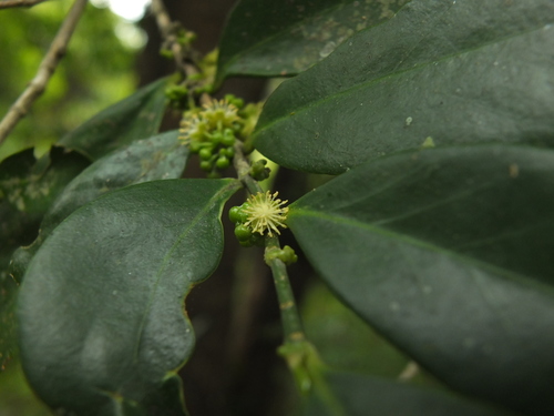 Suregada lanceolata · iNaturalist