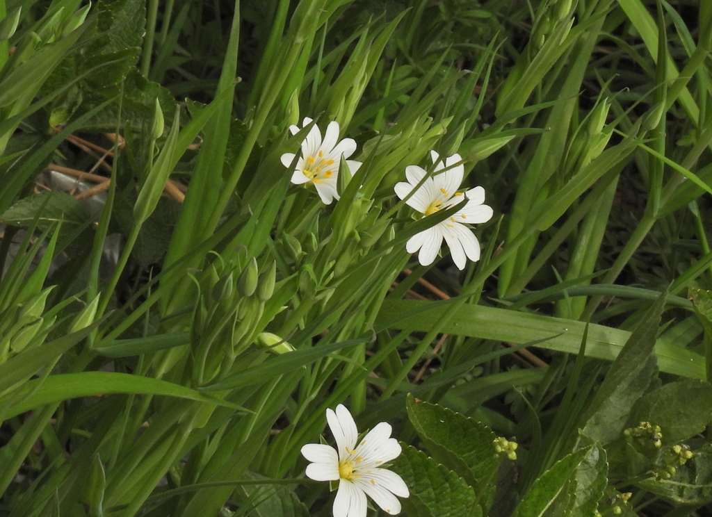greater stitchwort from Derbyshire, UK on April 12, 2025 at 03:11 PM by ...