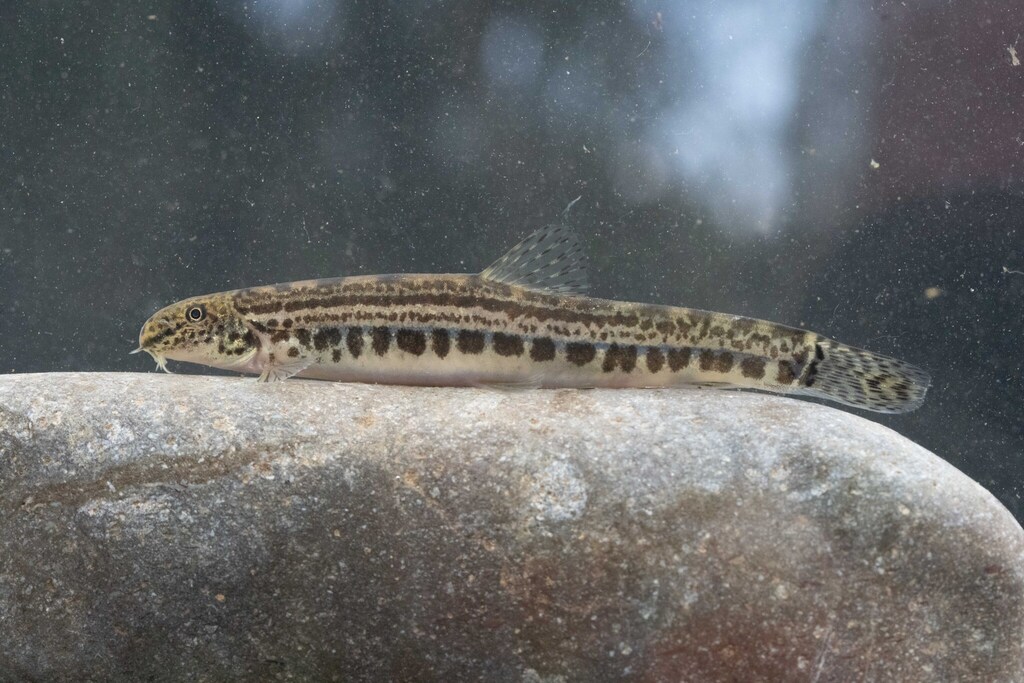 Trichonis spined loach (Cobitis trichonica) - Marine Life Identification