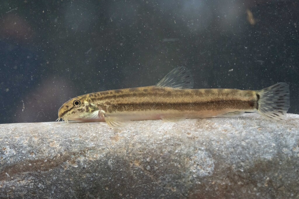 Trichonis spined loach (Cobitis trichonica) - Marine Life Identification