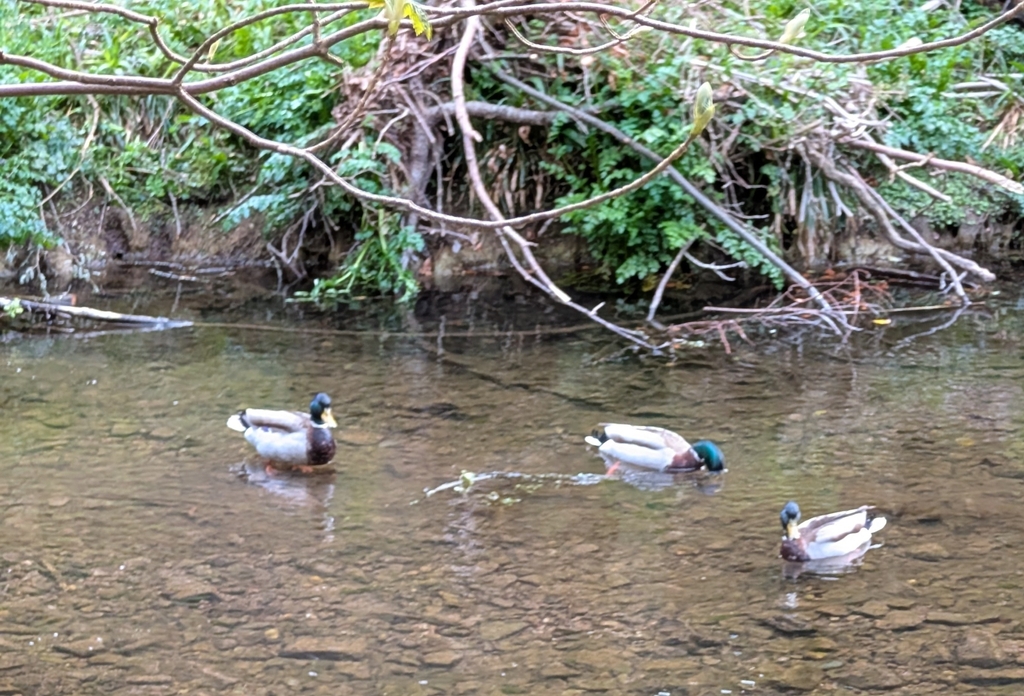 Mallard from Brendon, Lynton EX35 6PT, UK on April 13, 2025 at 05:34 PM ...