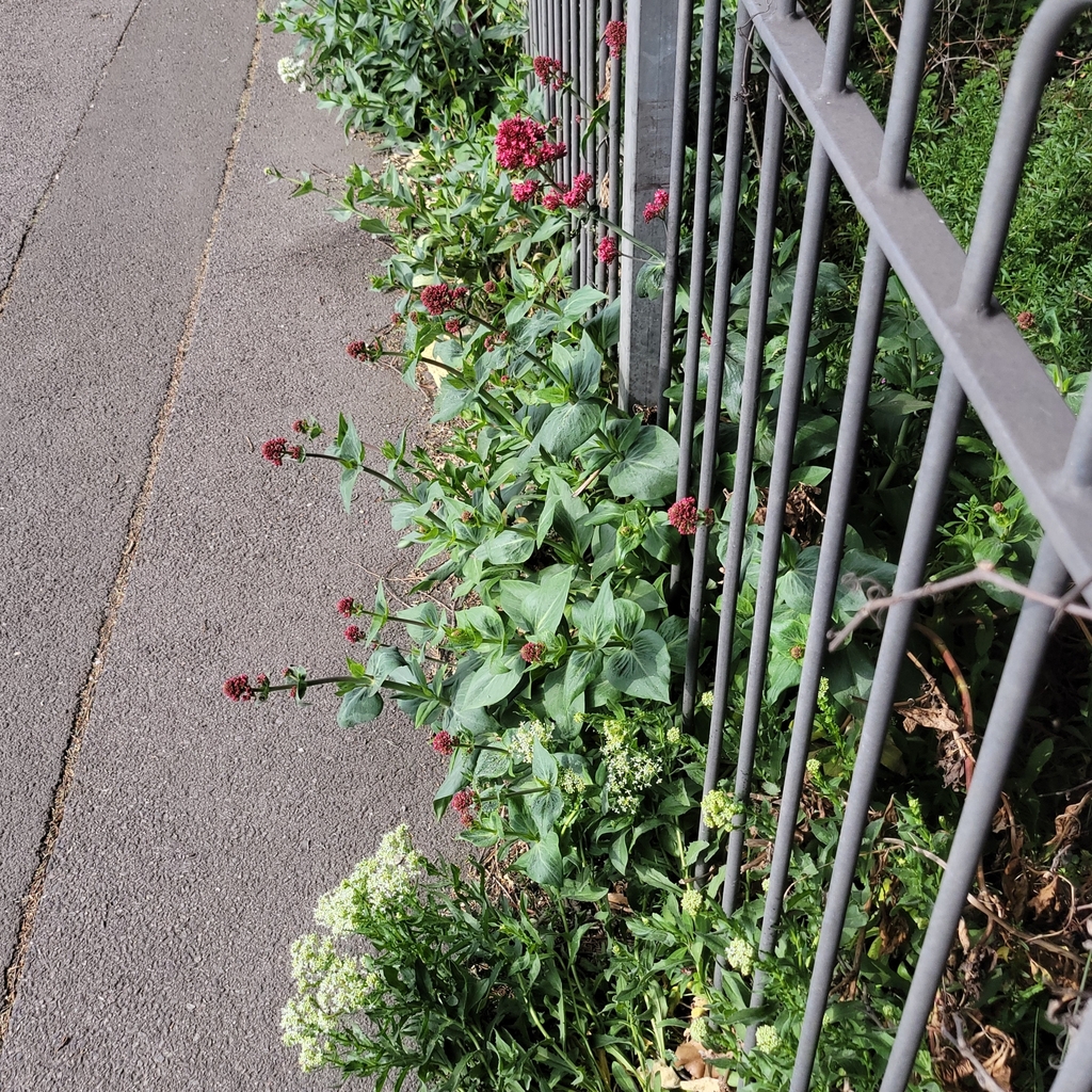 Red Valerian from Malden Way, Surbiton, UK on 13 April, 2025 at 09:57 ...