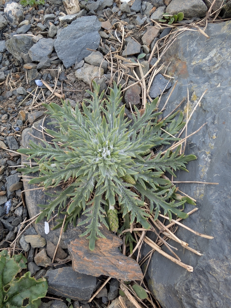 Buck's-horn Plantain from Holywood, UK on April 13, 2025 at 11:05 AM by ...