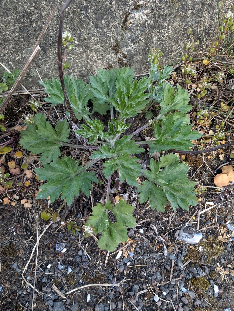 common mugwort from Holywood BT18 9XX, UK on April 13, 2025 at 11:03 AM ...