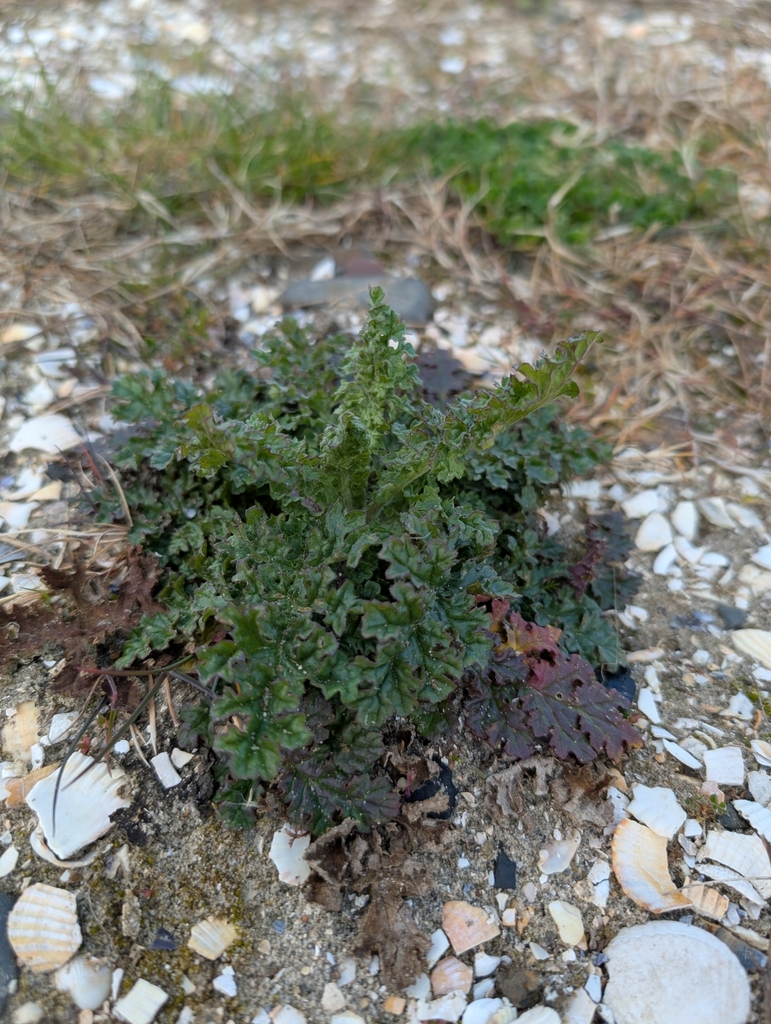 ragwort from Belfast BT3, UK on 13 April, 2025 at 10:45 AM by Jack ...