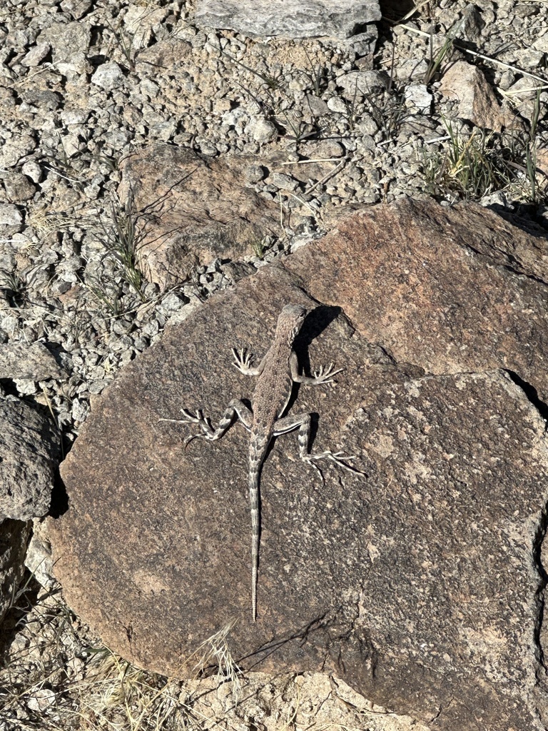 Zebra-tailed Lizard from North McCullough Wilderness, Henderson, NV, US ...