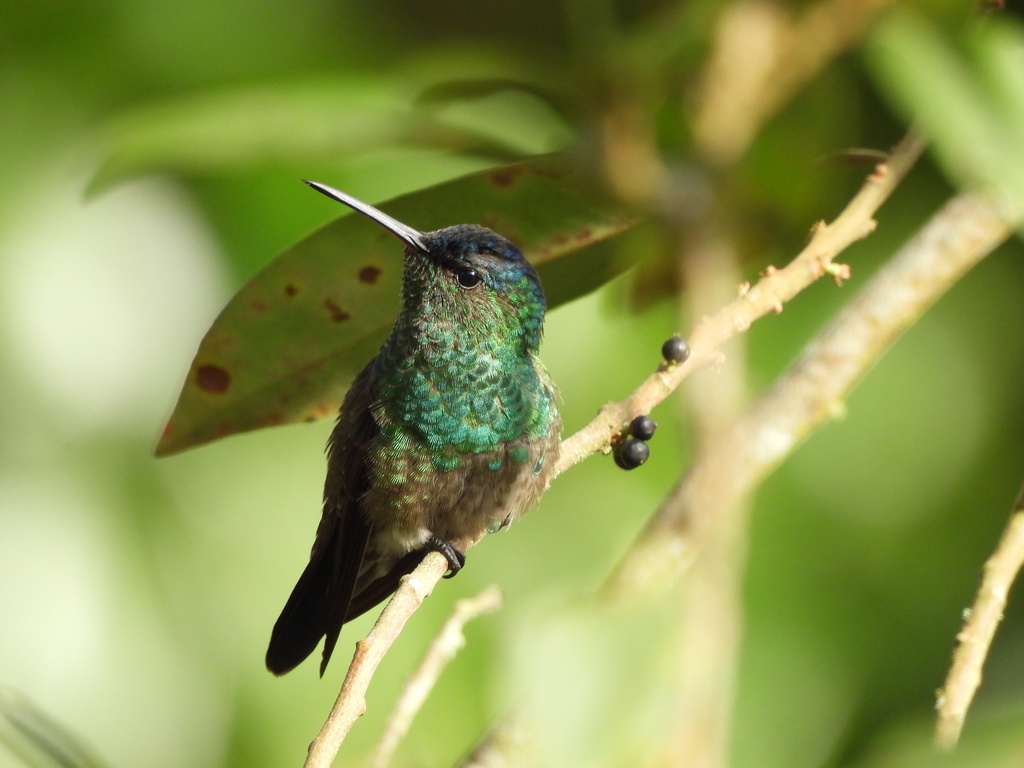Indigo-capped Hummingbird from Anolaima, Cundinamarca, Colombia on ...