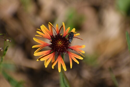 Observações de centratex · BioDiversity4All