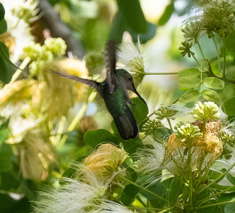 Antillean Crested Hummingbird from Sainte-Anne, Martinique on April 1 ...