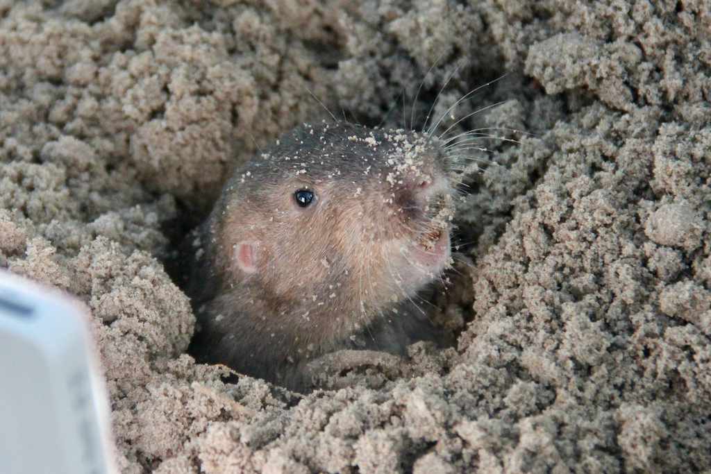 Attwater's Pocket Gopher from Port Lavaca, TX, US on April 12, 2025 at ...