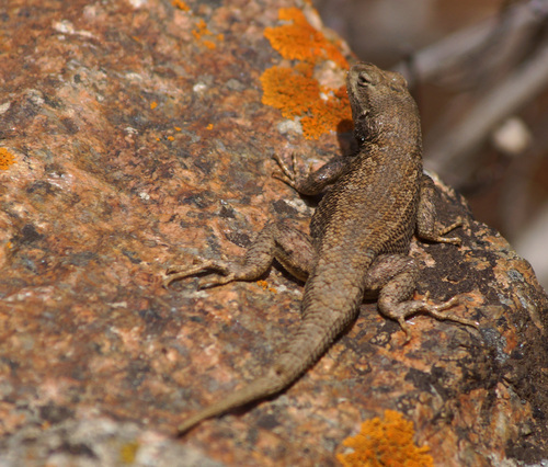 Prairie Lizard (Sceloporus consobrinus) - Snakes and Lizards