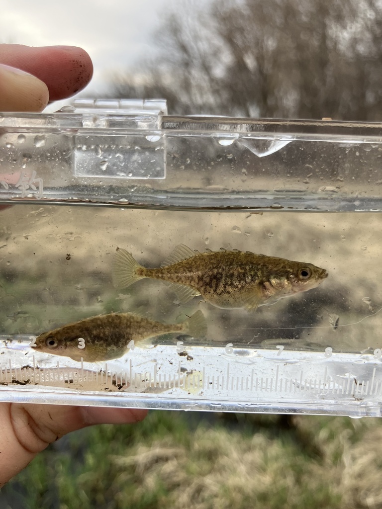 Brook Stickleback from Minnesota Valley National Wildlife Refuge ...