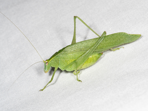 Modest Katydid (Orthoptera of Iowa) · iNaturalist