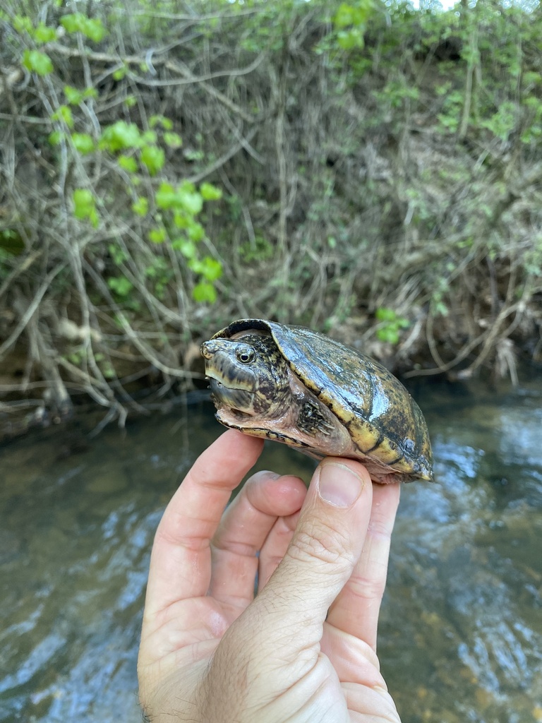 Stripe-necked Musk Turtle in April 2025 by Grover J. Brown · iNaturalist