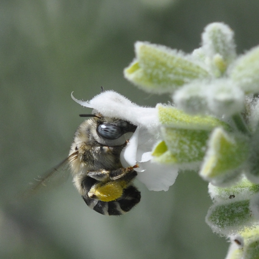 Urbane Digger Bee from Calle Bienvenido, San Clemente, CA, USA on ...