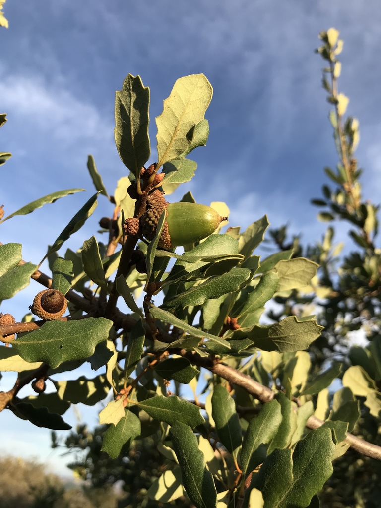 Torrey's Hybrid Oak from Daley Ranch, Escondido, CA, US on August 17 ...