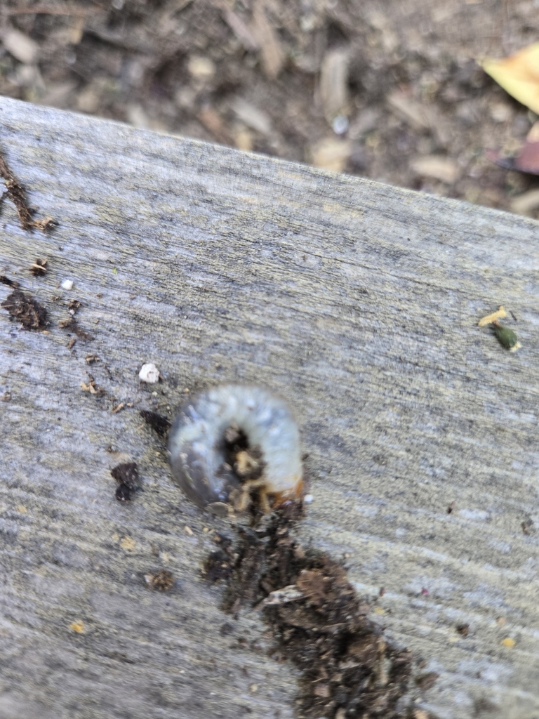 Scarabs from Farm Hills, Redwood City, CA, USA on April 13, 2025 at 04: ...