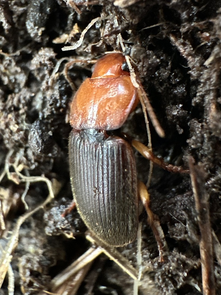 Red-headed Ground Beetle from Catskill Park, Kingston, NY, US on April ...