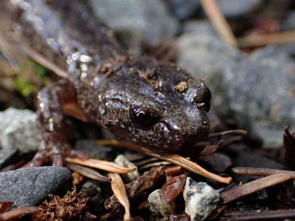 Wandering Salamander from North Highlands, Capital Regional District ...