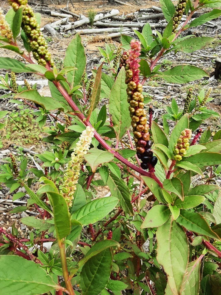 Inkweed from Sunny Corner State Forest, NSW 2795, Australia on April 10 ...