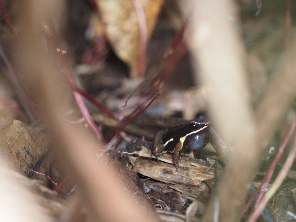 Spotted-thighed Poison Frog from Macouria 97355, Guyane française on ...