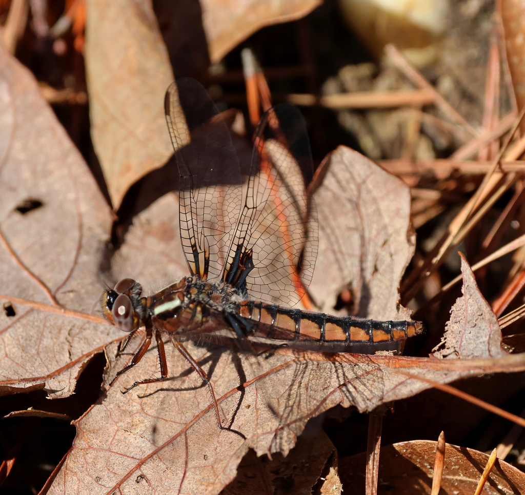 Blue Corporal in April 2025 by jugbayjs · iNaturalist