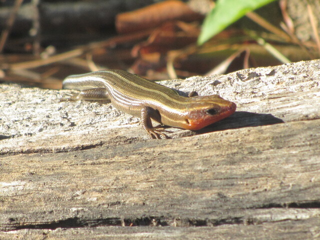 Common Five-lined Skink from Harris County, TX, USA on April 13, 2025 ...
