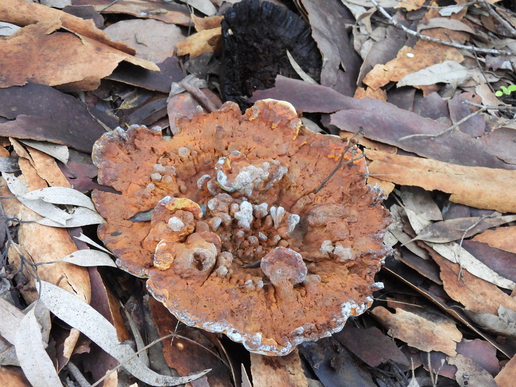 red-staining stalked polypore from Coomba Park NSW 2428, Australia on ...