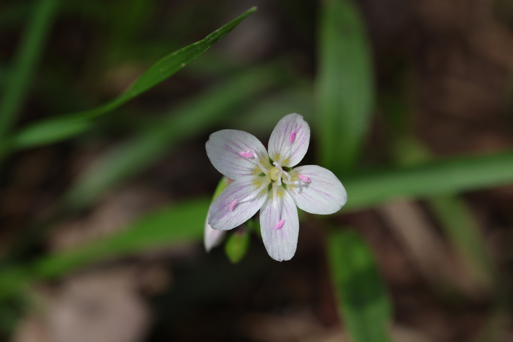 Virginia Springbeauty from Boles Township, MO, USA on April 13, 2025 at ...