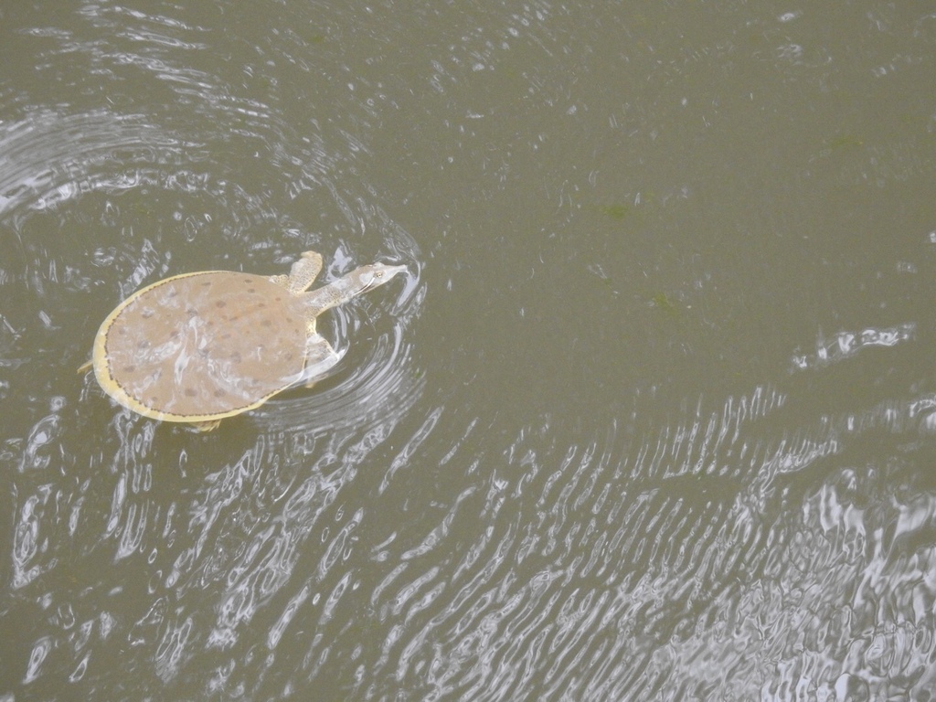 Gulf Coast Smooth Softshell Turtle in August 2019 by Grover J. Brown ...