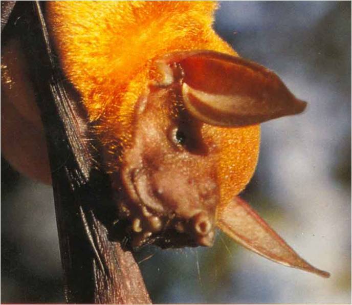 Greater Bulldog Bat (Noctilio leporinus) - Know Your Mammals