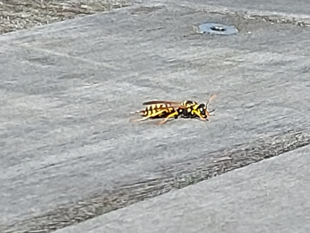 European Paper Wasp from University of Washington, Seattle, WA, USA on ...