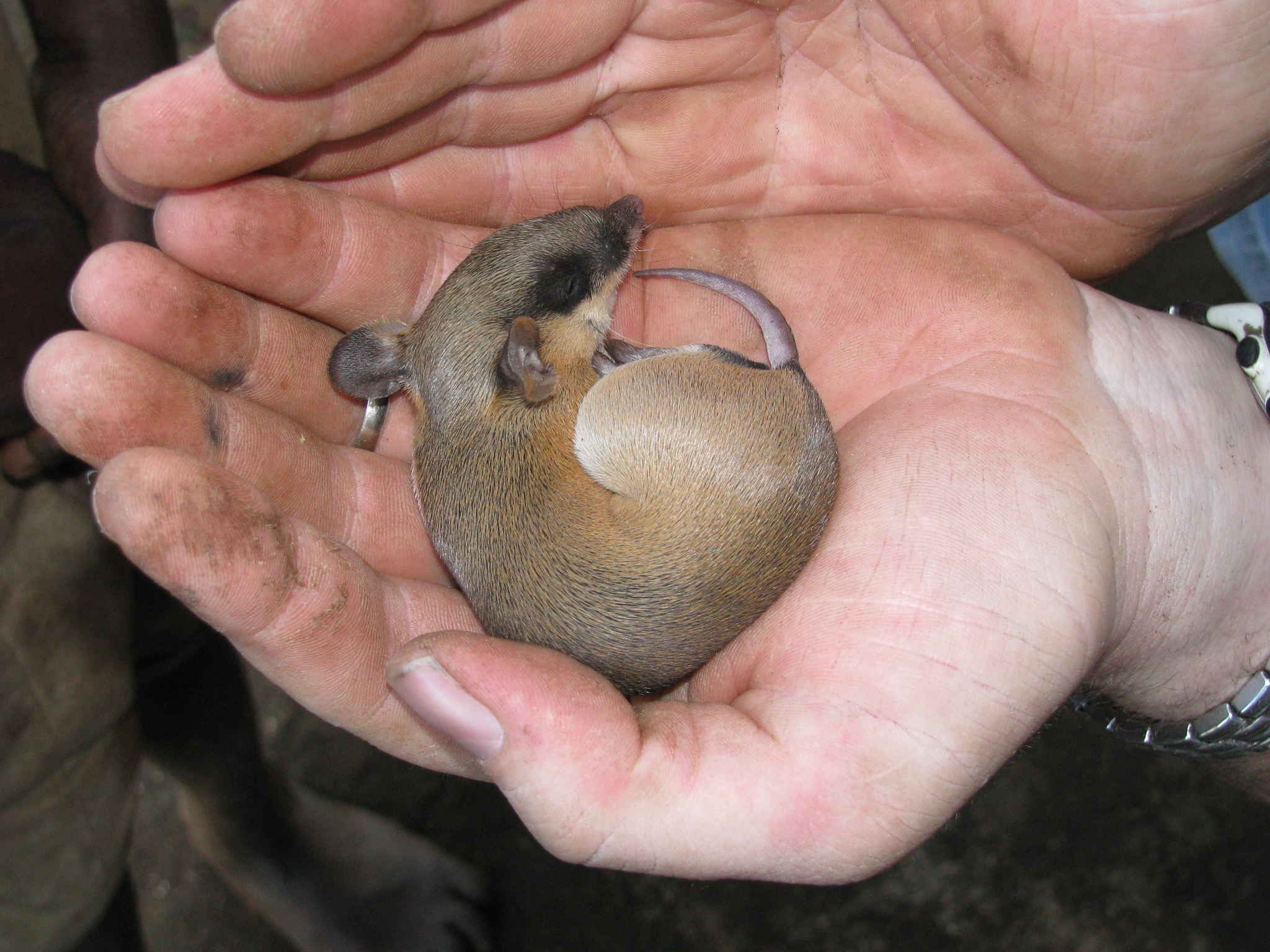 Echymipera Lesson, 1842