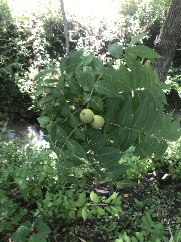 eastern black walnut from Stone River Dr, Frisco, TX, US on August 18 ...
