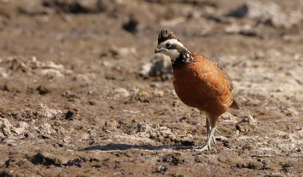 Northern Bobwhite from Teuchitlán, Jal., México on April 13, 2025 at 10 ...