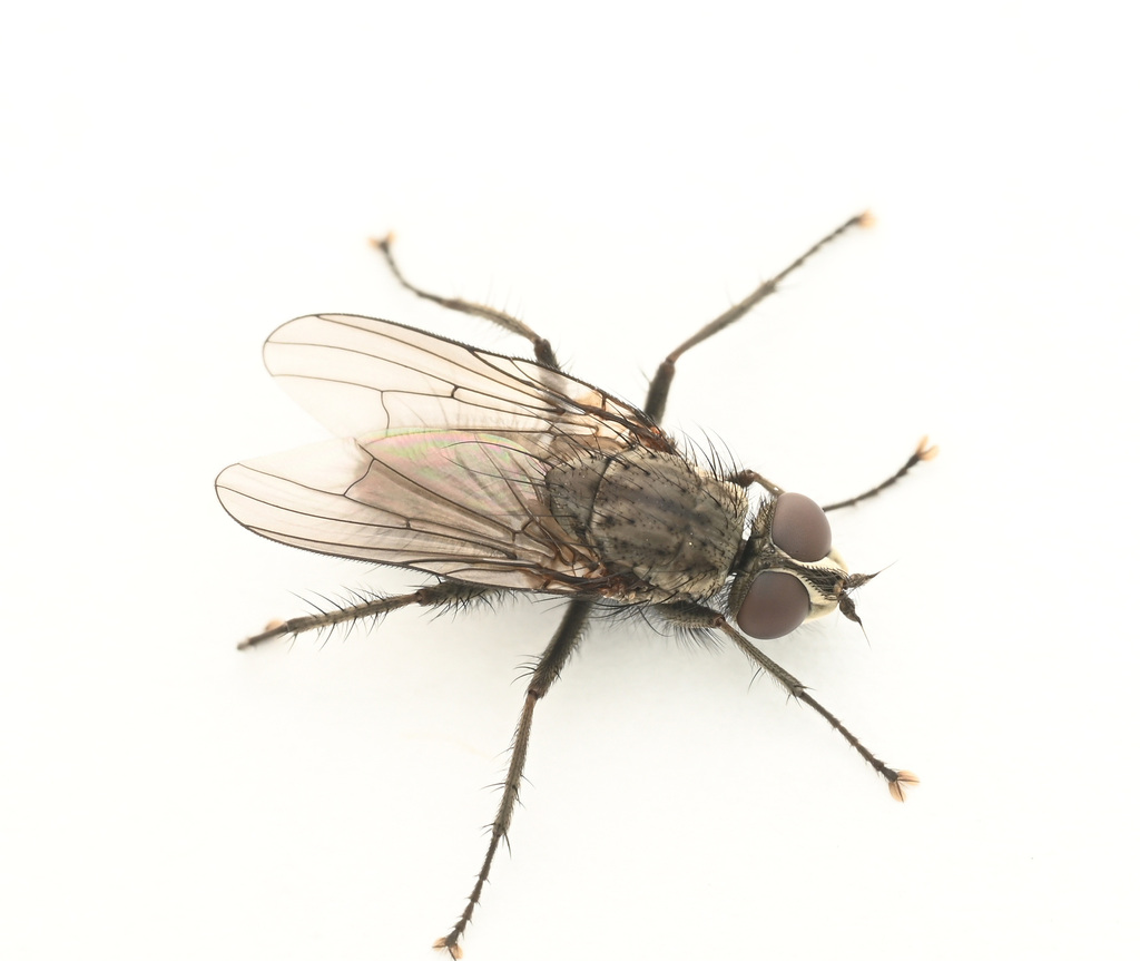Leucophora unilineata from Forest Home, NY 14850美国 on April 13, 2025 at ...