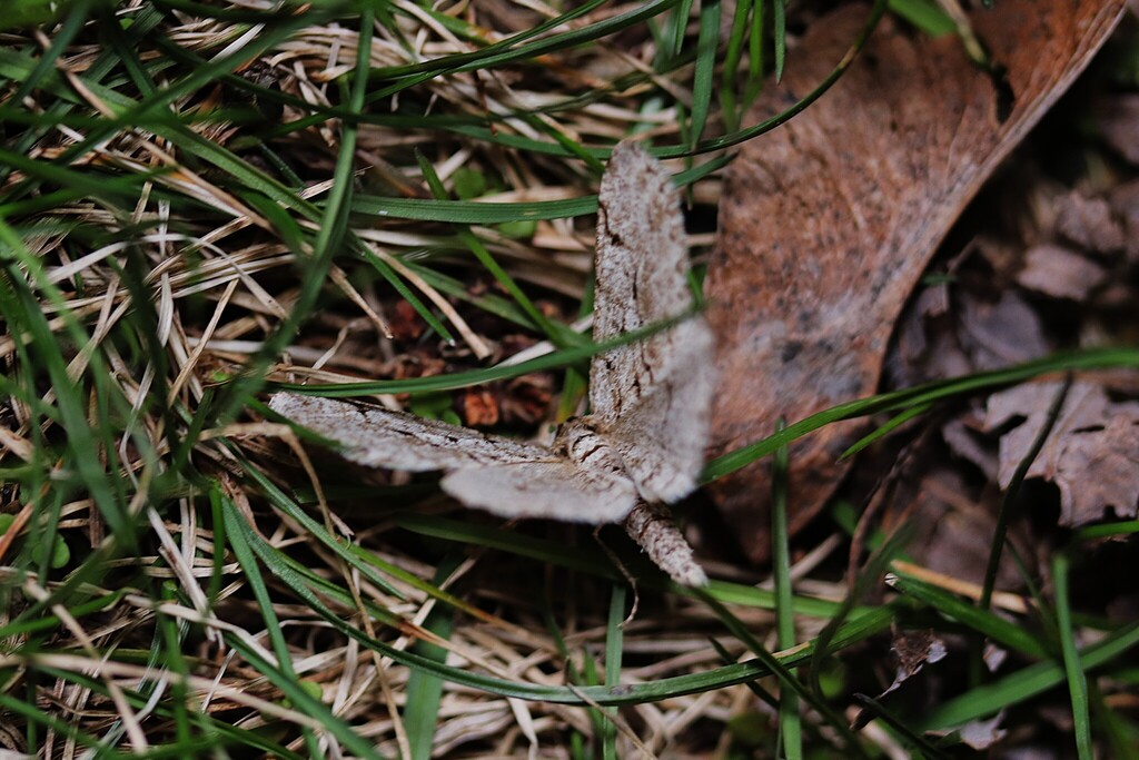 Half-wing Moth from Sarnia, ON, Canada on April 13, 2025 at 09:33 PM by ...